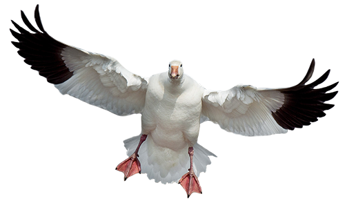 Birding By Ear – Learn to ID birds by their sounds using mnemonic based ...