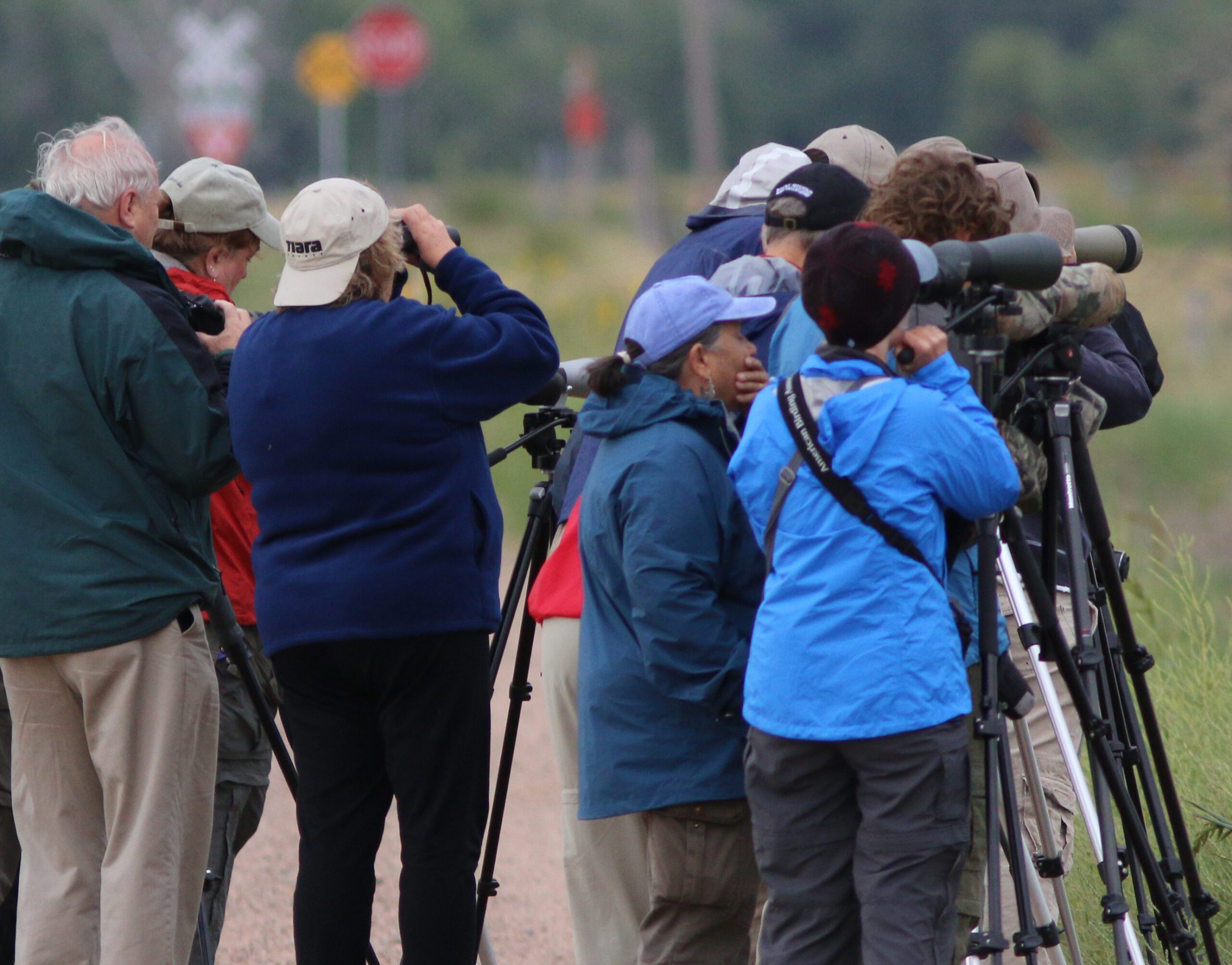 Birding By Ear – Learn to ID birds by their sounds using mnemonic based ...